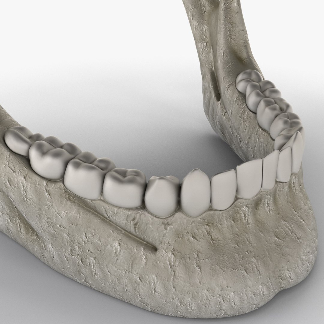 Mandible Bone 3d Model
