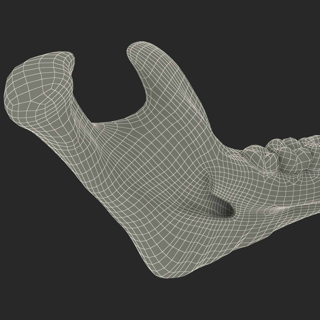 Mandible Bone 3d Model