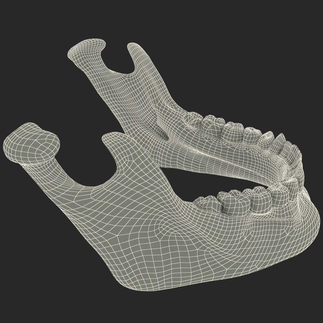 Mandible Bone 3d Model