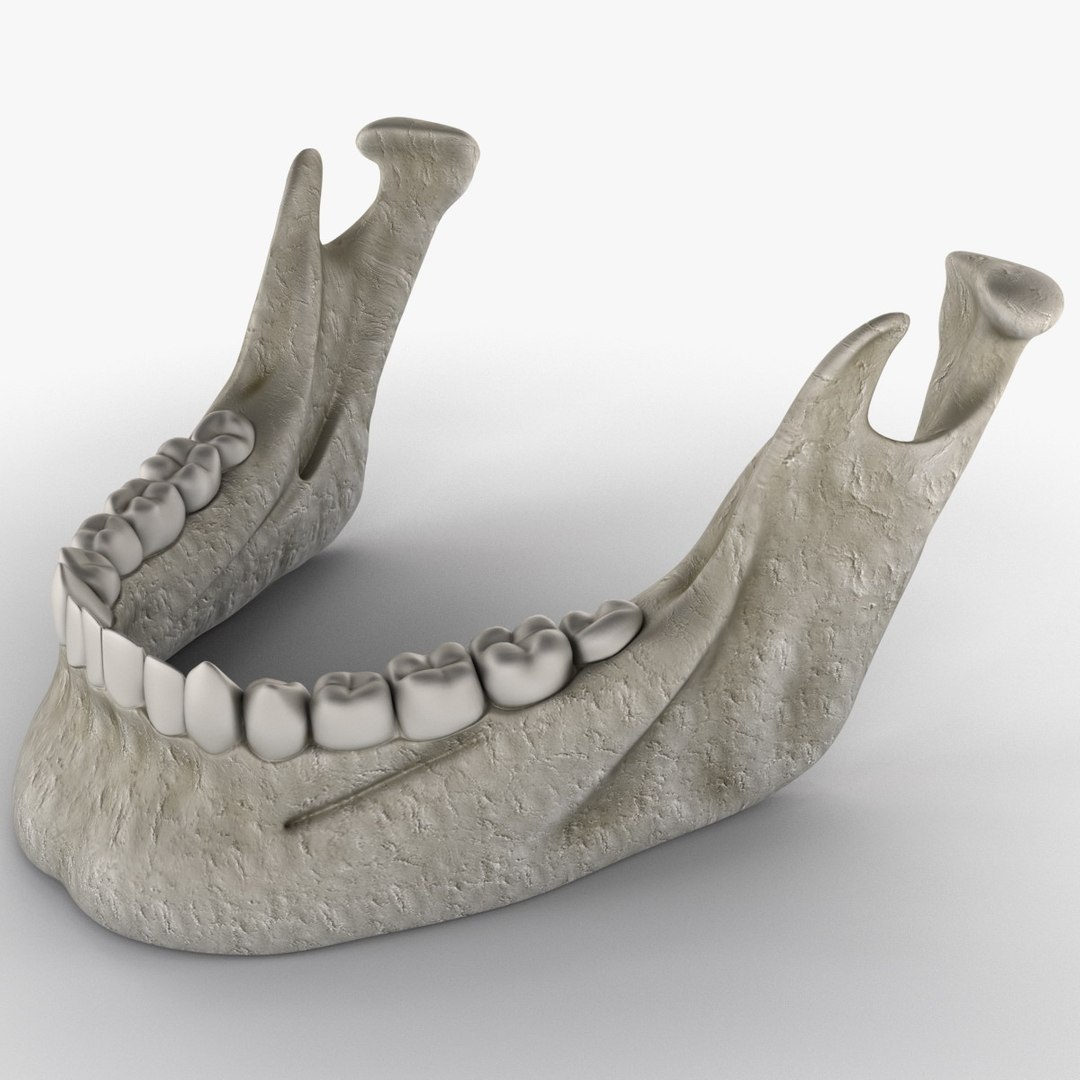 Mandible Bone 3d Model