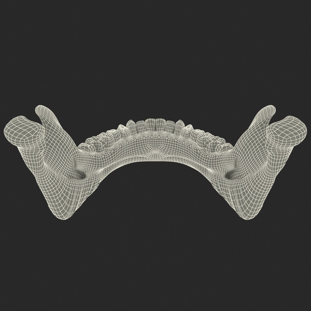 Mandible Bone 3d Model