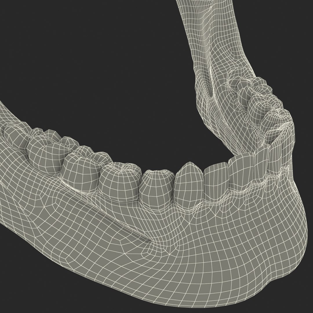 Mandible Bone 3d Model