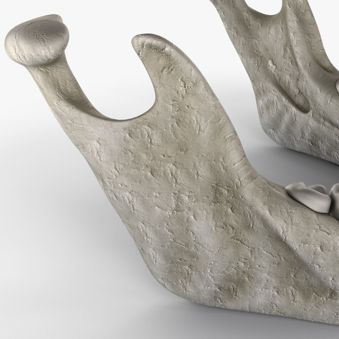 Mandible Bone 3d Model