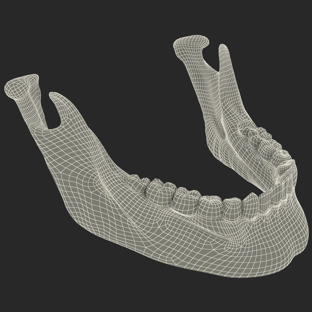 Mandible Bone 3d Model