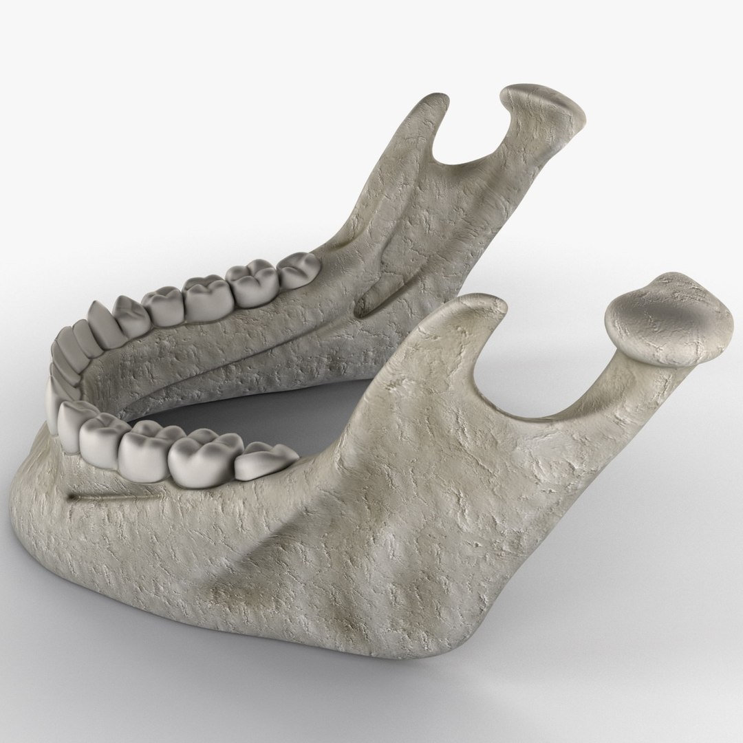 Mandible Bone 3d Model
