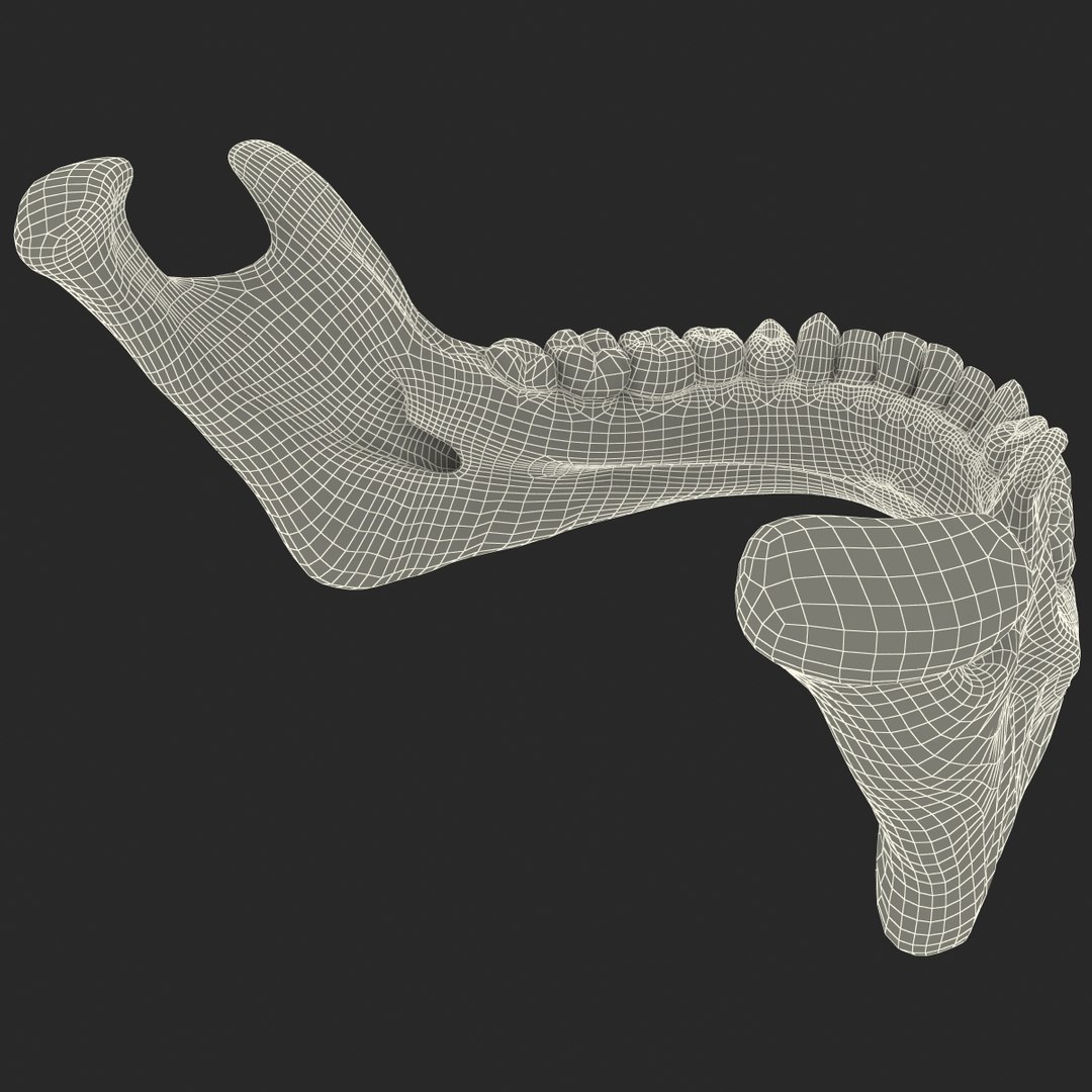 Mandible Bone 3d Model
