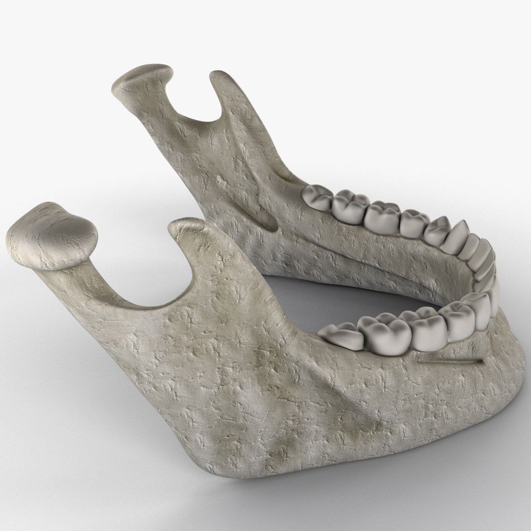 Mandible Bone 3d Model