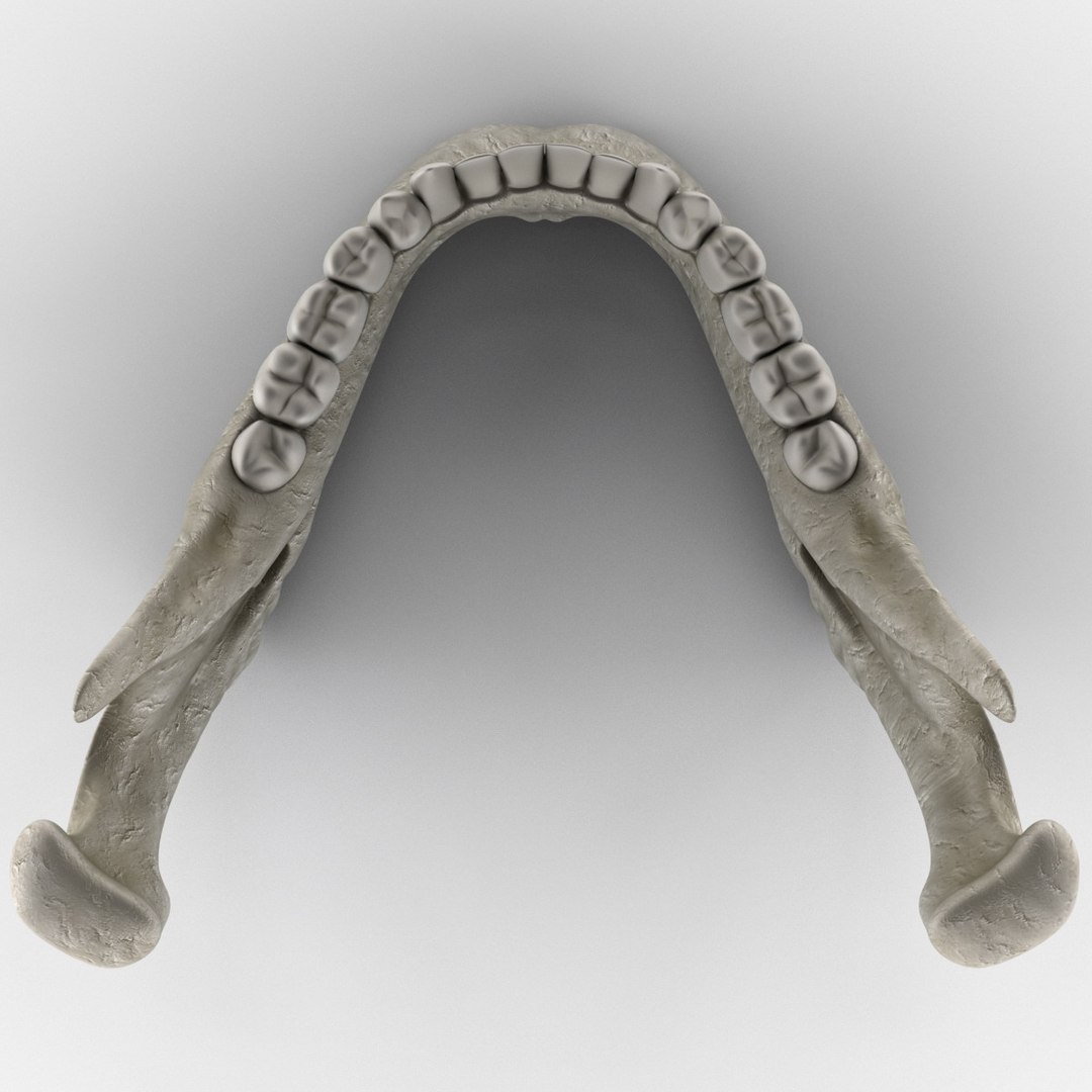 Mandible Bone 3d Model
