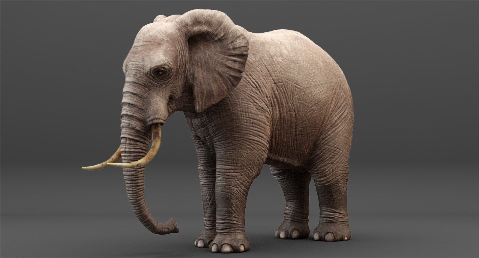 Elephant Rigging Animation 3D Model - TurboSquid 1214497