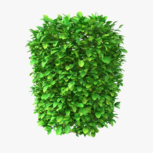 Cartoon Bush 08 3D 모델 - TurboSquid 1941426