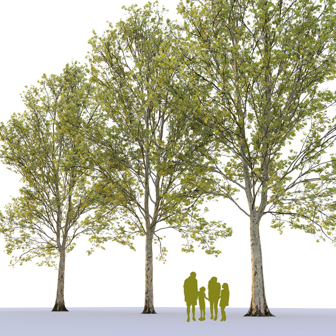 3D Plane-tree Sycamore Platanus V19 Model - TurboSquid 2256473