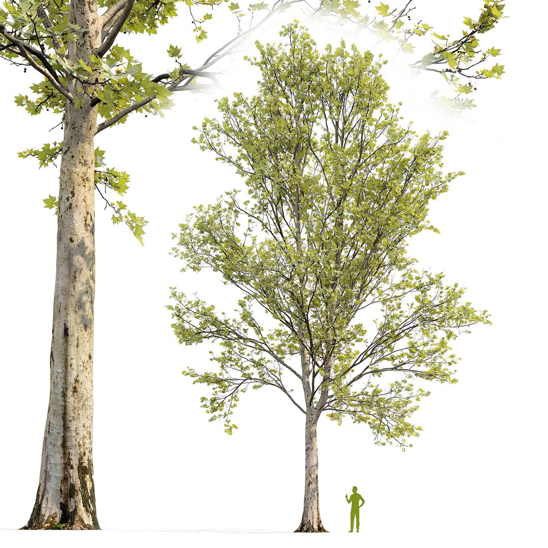 3D Plane-tree Sycamore Platanus V19 Model - TurboSquid 2256473