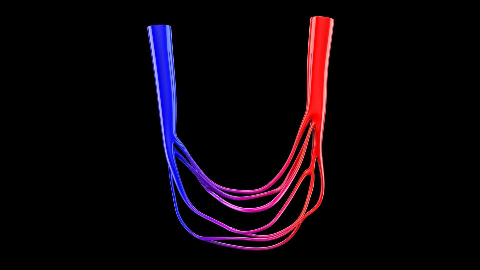 Capillary Blood Exchange 3D Model - TurboSquid 2189011
