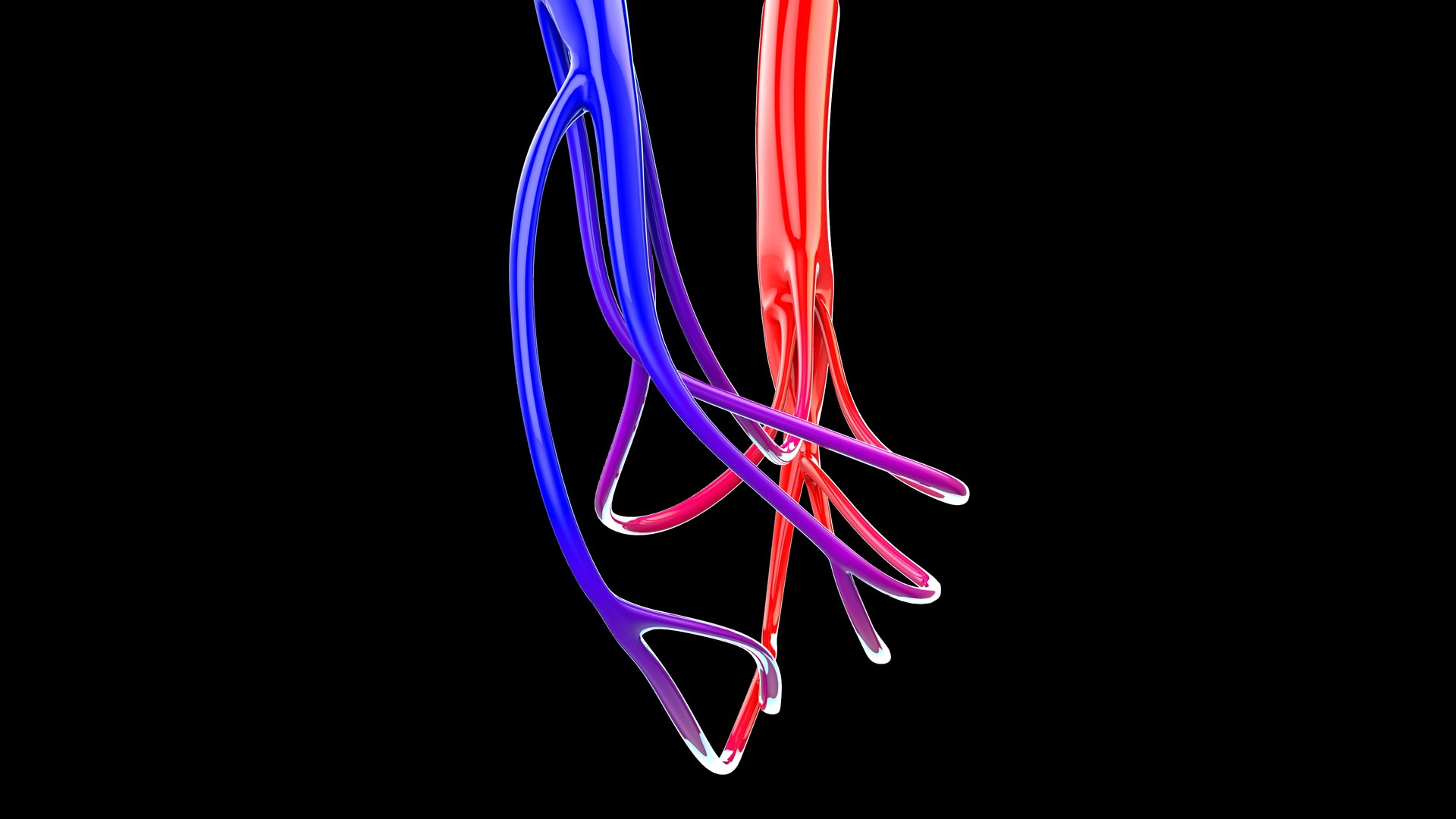 Capillary Blood Exchange 3D Model - TurboSquid 2189011