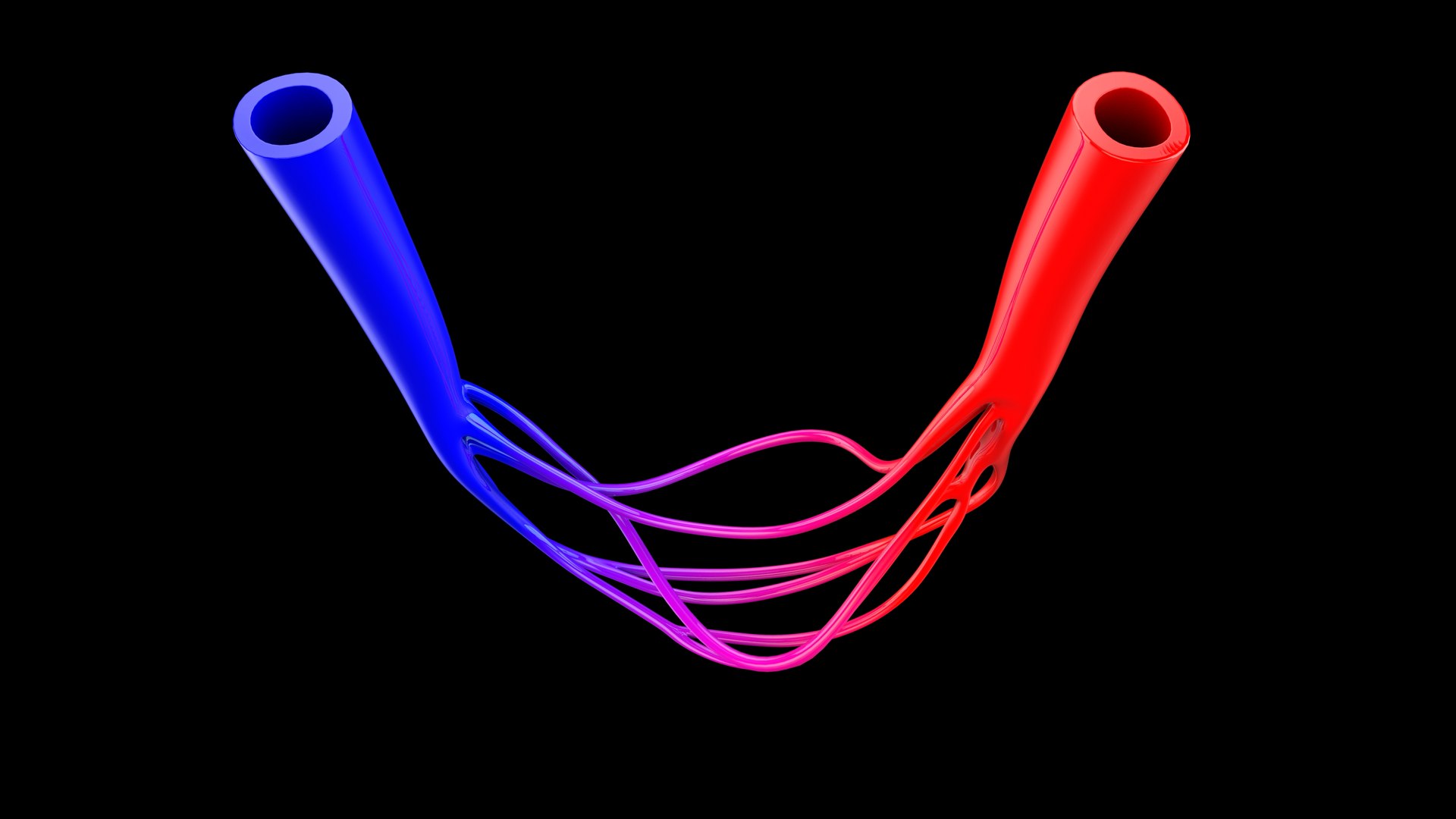 Capillary Blood Exchange 3D Model - TurboSquid 2189011