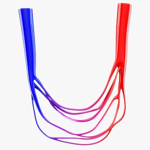 Blood Vessel USD Models for Download | TurboSquid