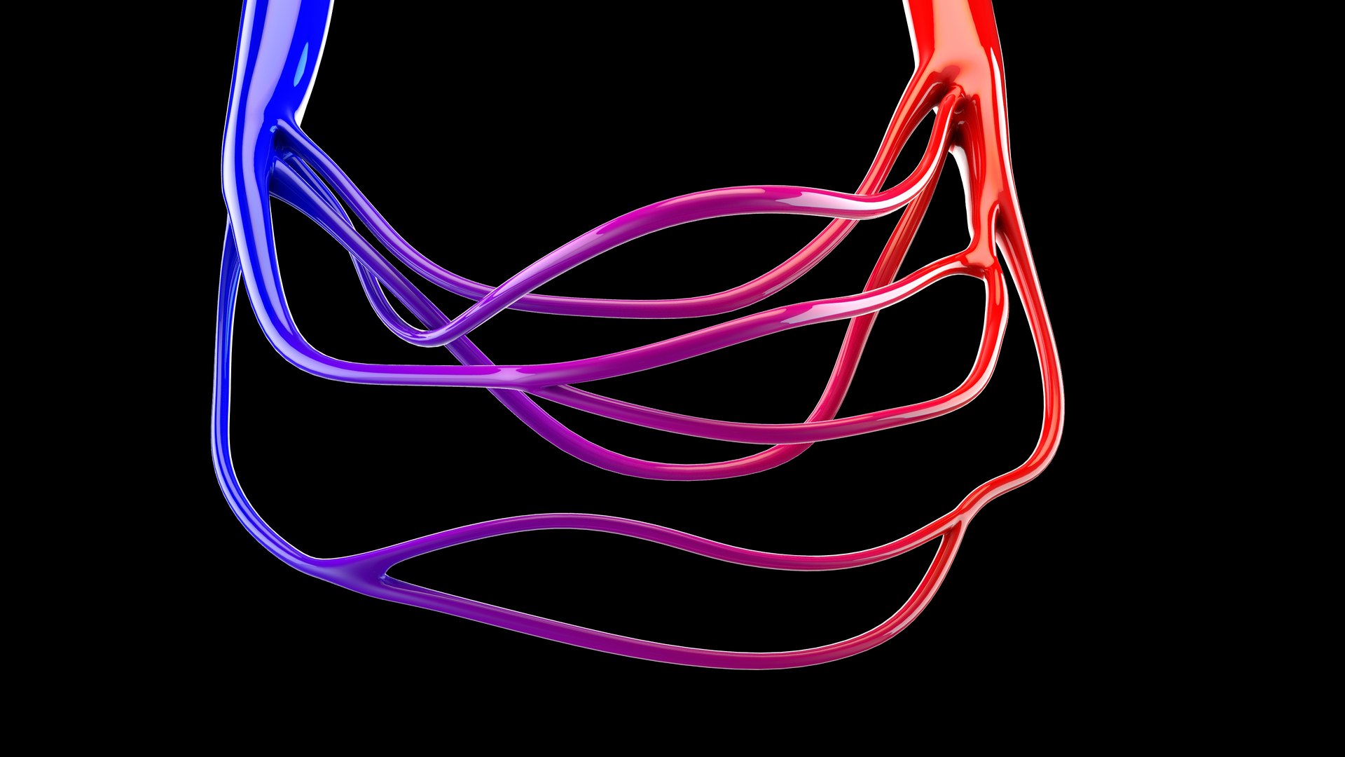 Capillary Blood Exchange 3D Model - TurboSquid 2189011