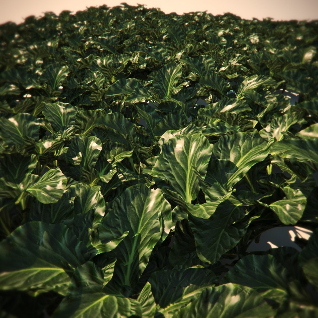 Plant Cover Ground 3d Model