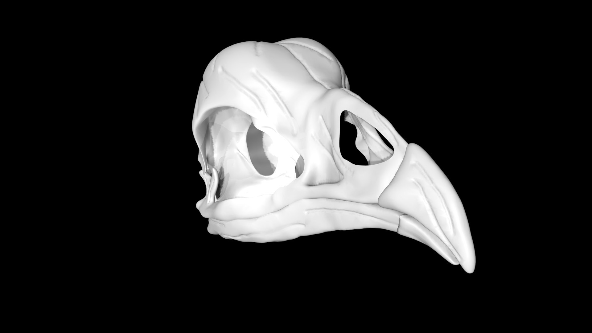 3D Chicken Skull - TurboSquid 1890642