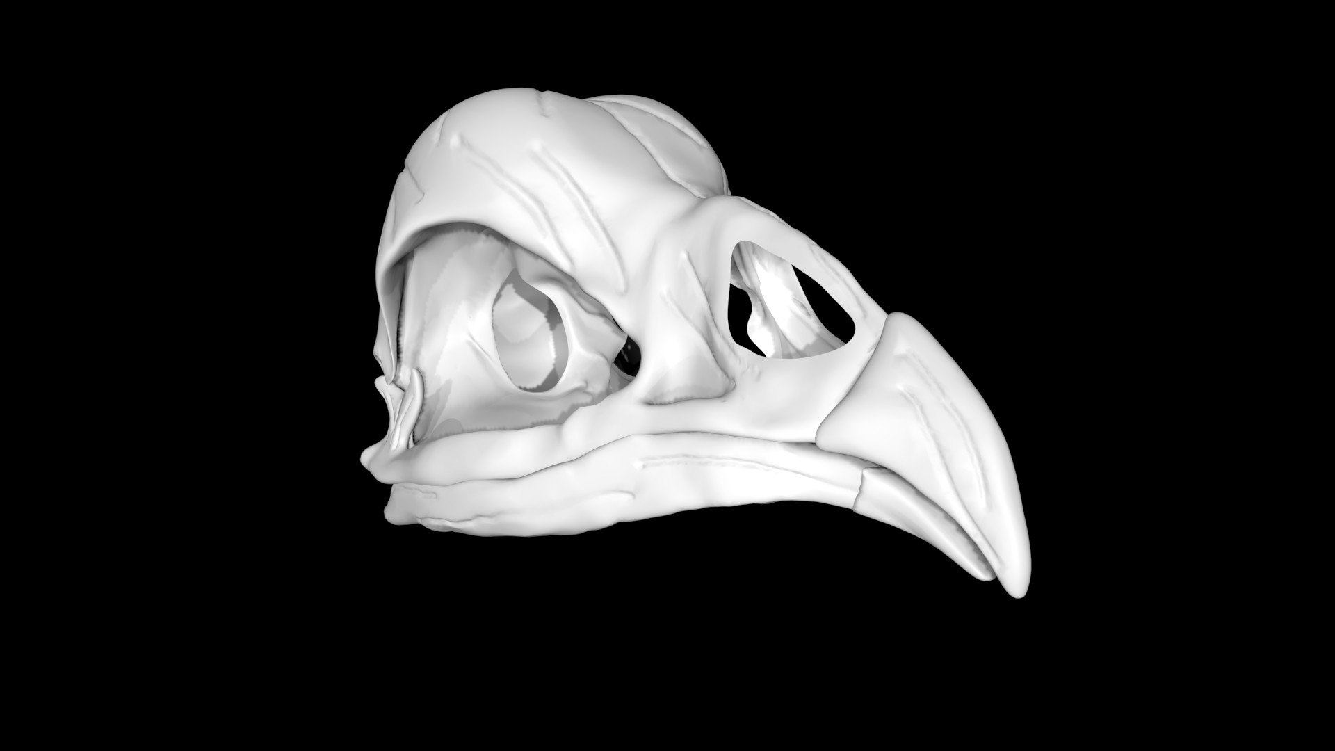 3D Chicken Skull - TurboSquid 1890642