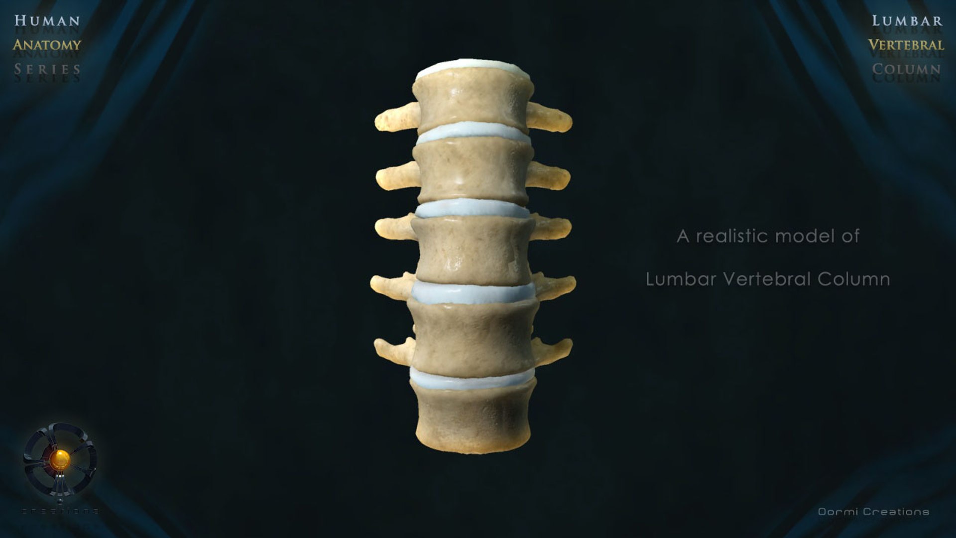 3d Model Vertebral Column Lumbar Vertebra
