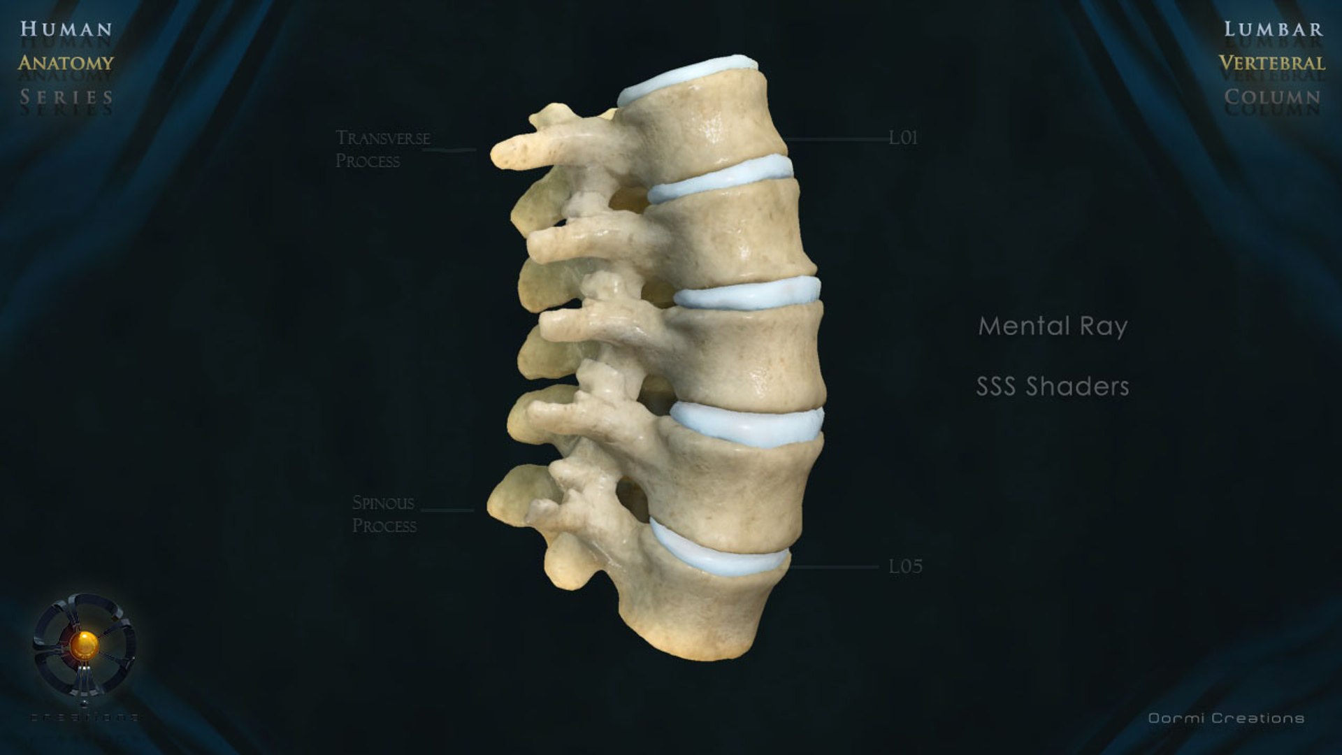 3d Model Vertebral Column Lumbar Vertebra