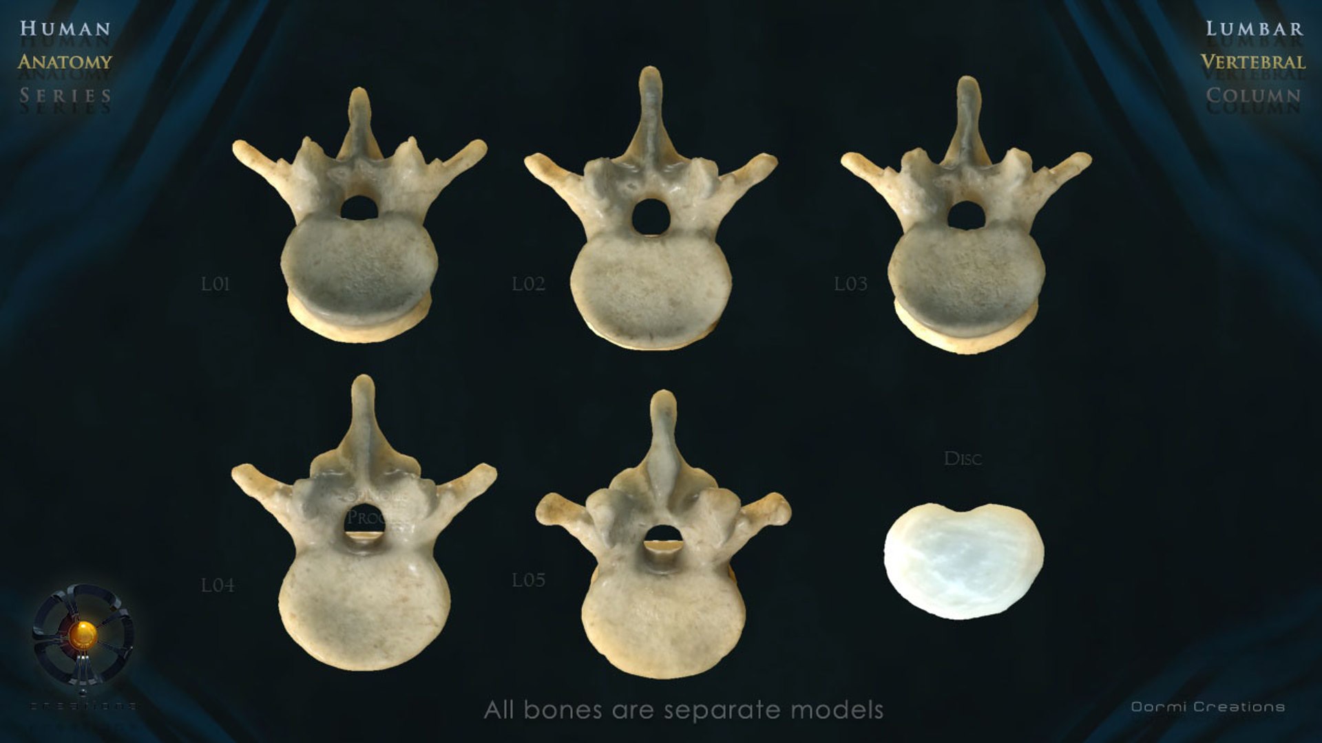 3d Model Vertebral Column Lumbar Vertebra