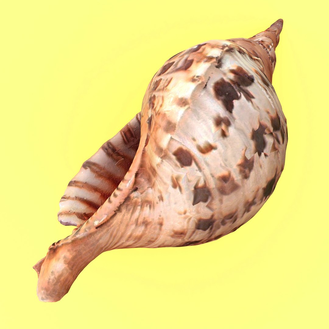 Scan shells horn newt 3D model - TurboSquid 1420763