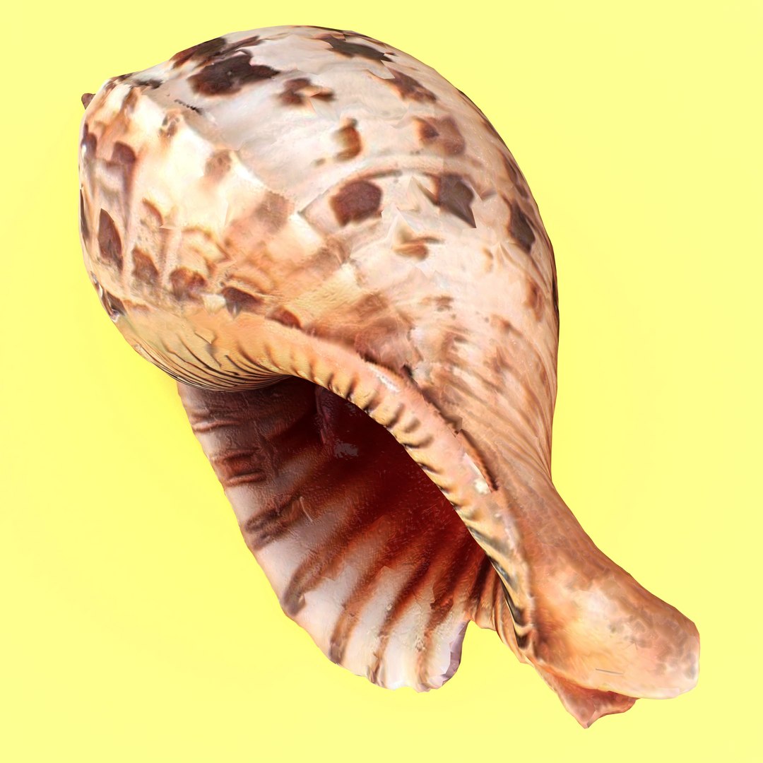 Scan Shells Horn Newt 3D Model - TurboSquid 1420763