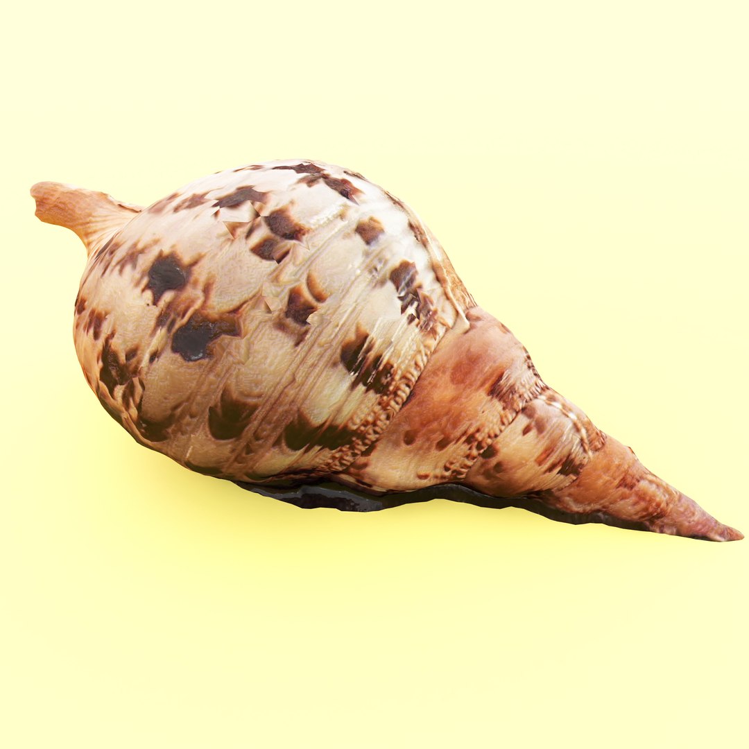 Scan Shells Horn Newt 3D Model - TurboSquid 1420763