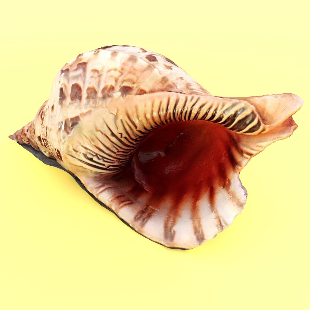 Scan Shells Horn Newt 3D Model - TurboSquid 1420763