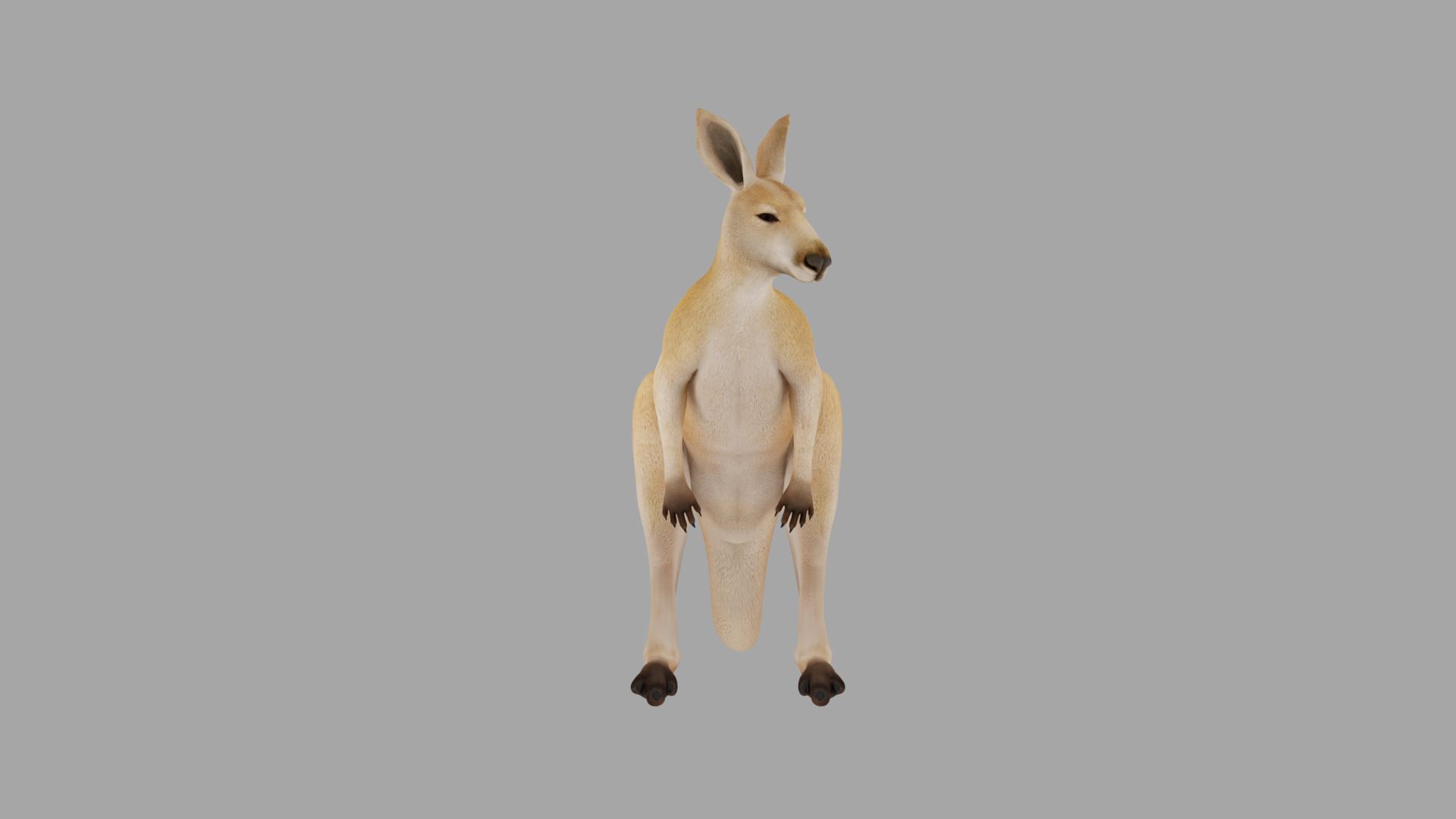 Kangaroo model - TurboSquid 1758130