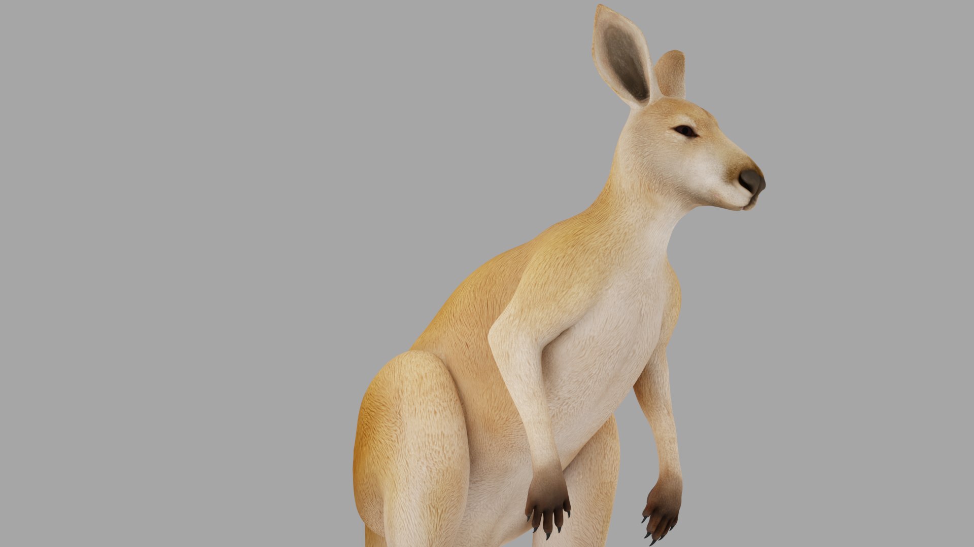 Kangaroo Model - TurboSquid 1758130