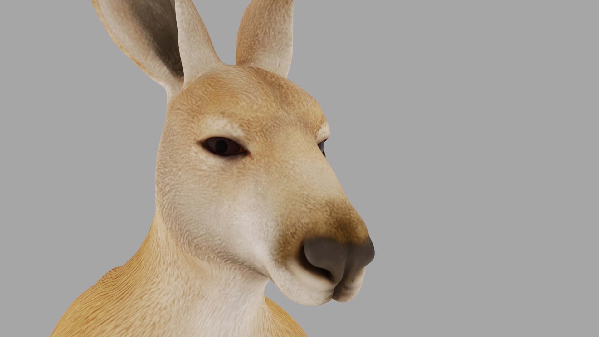Kangaroo Model - TurboSquid 1758130