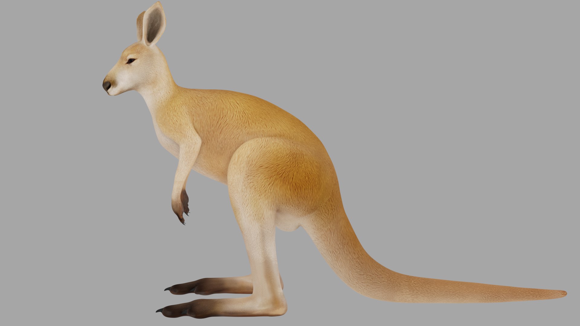 Kangaroo model - TurboSquid 1758130
