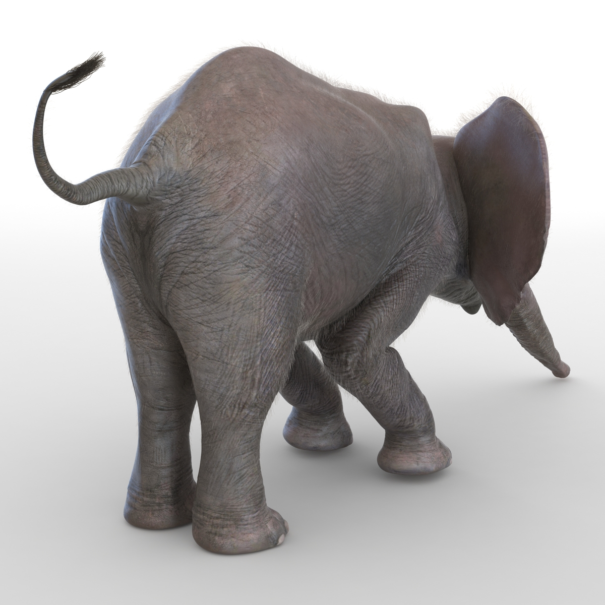 baby elephant rigged fur x