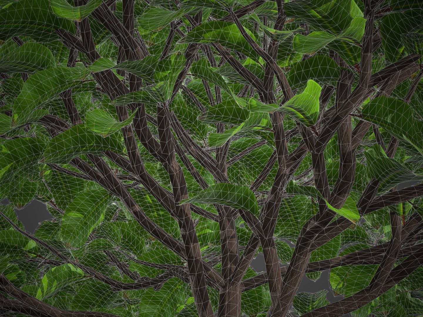 3D XfrogPlants Rubber Fig - Ficus Elastica Model - TurboSquid 1733987