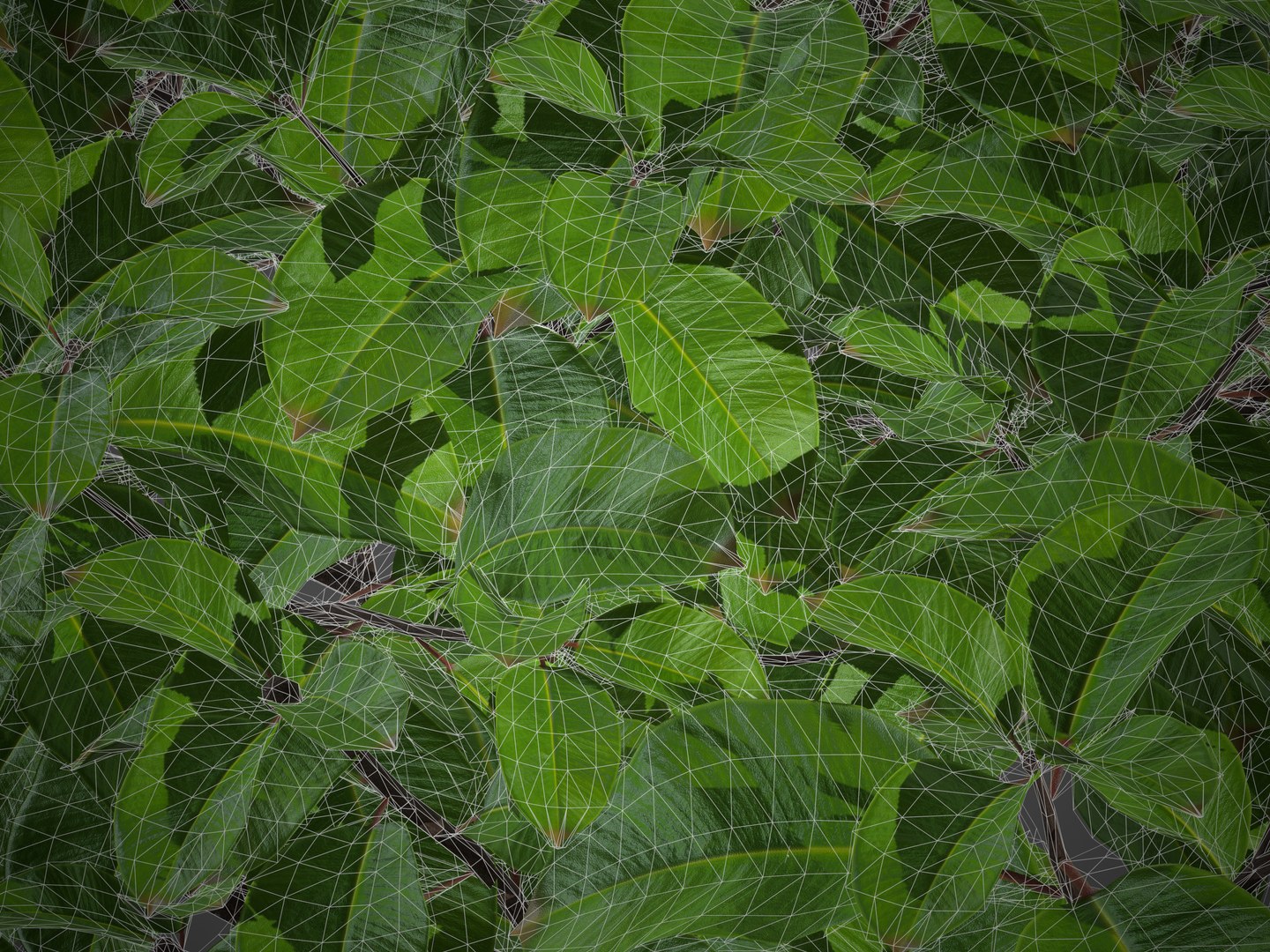 3D XfrogPlants Rubber Fig - Ficus Elastica Model - TurboSquid 1733987