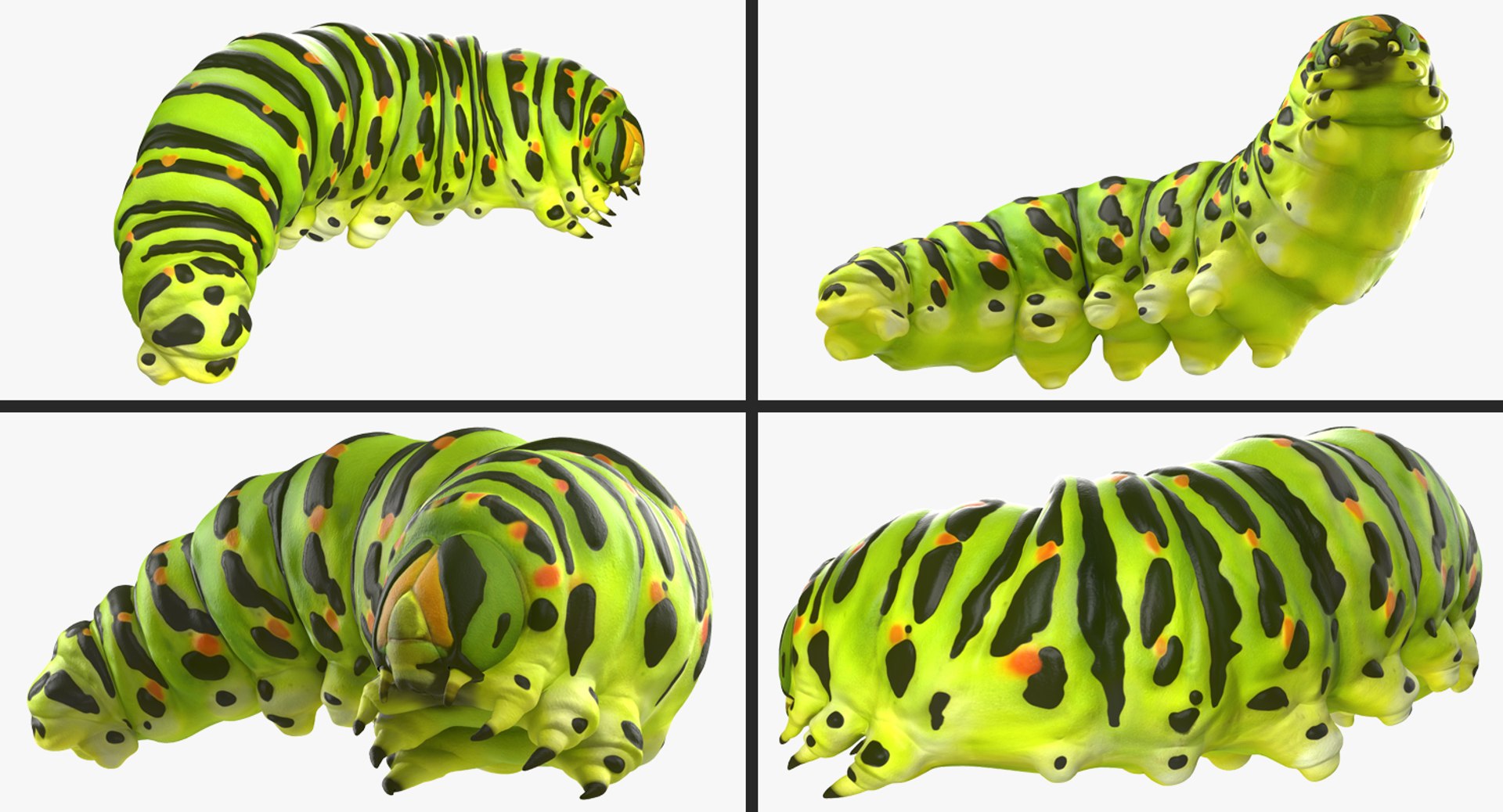 3d Caterpillar Rigged Model