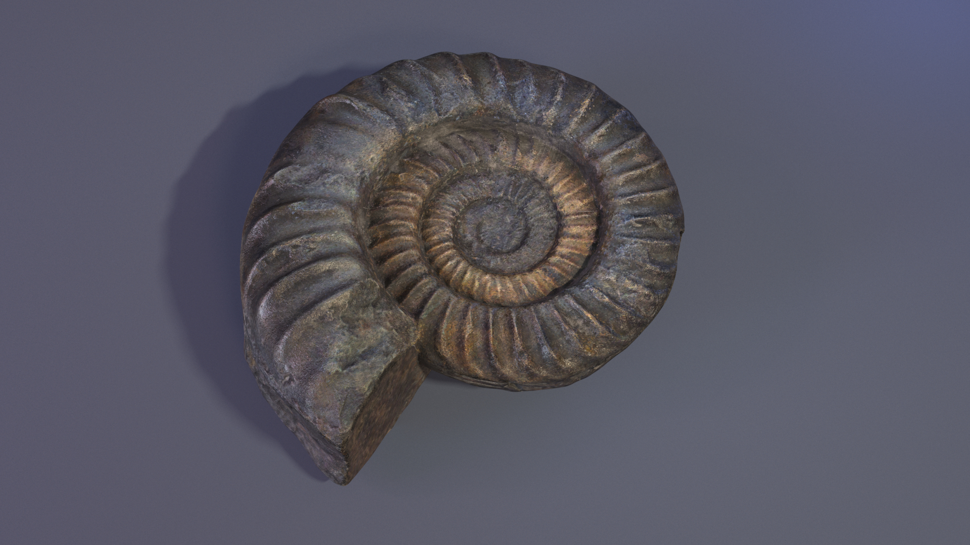 3D Ammonite Fossil - Arietites Bucklandi - TurboSquid 2328464