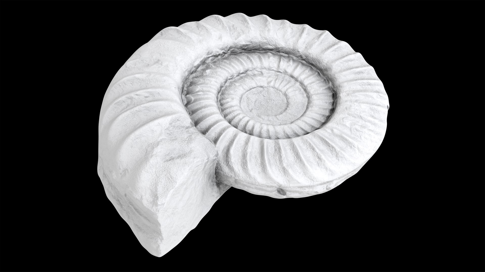 3D Ammonite Fossil - Arietites Bucklandi - TurboSquid 2328464