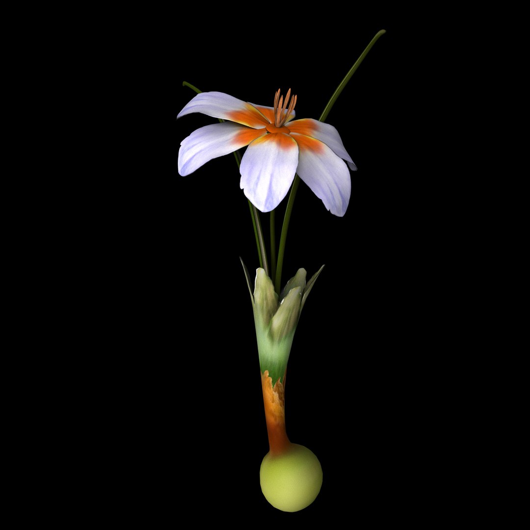 8 flowers animation 3D - TurboSquid 1603296