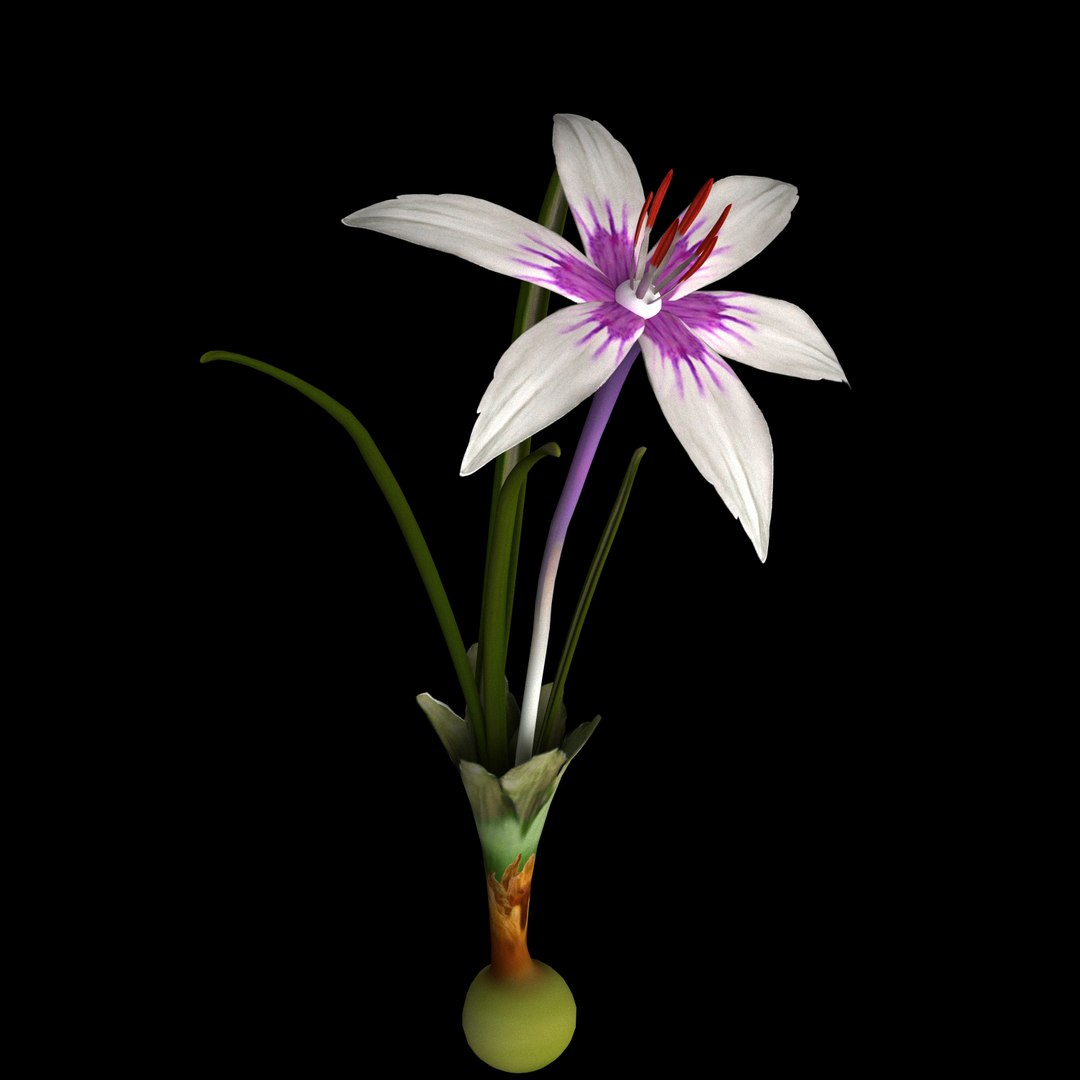 8 Flowers Animation 3D - TurboSquid 1603296
