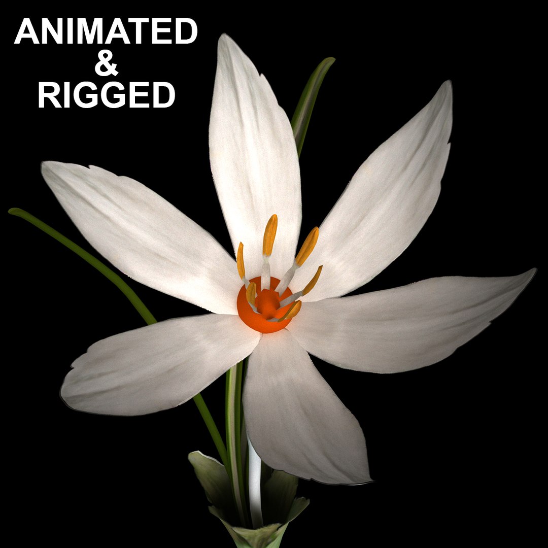 8 flowers animation 3D - TurboSquid 1603296