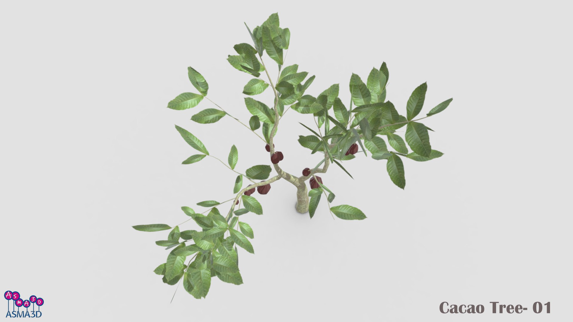Cacao Tree- 01 3D Model - TurboSquid 2202600