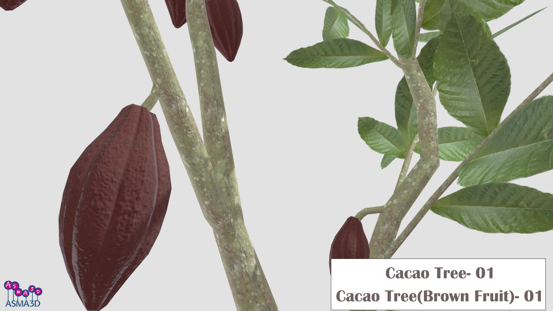 Cacao Tree- 01 3D Model - TurboSquid 2202600