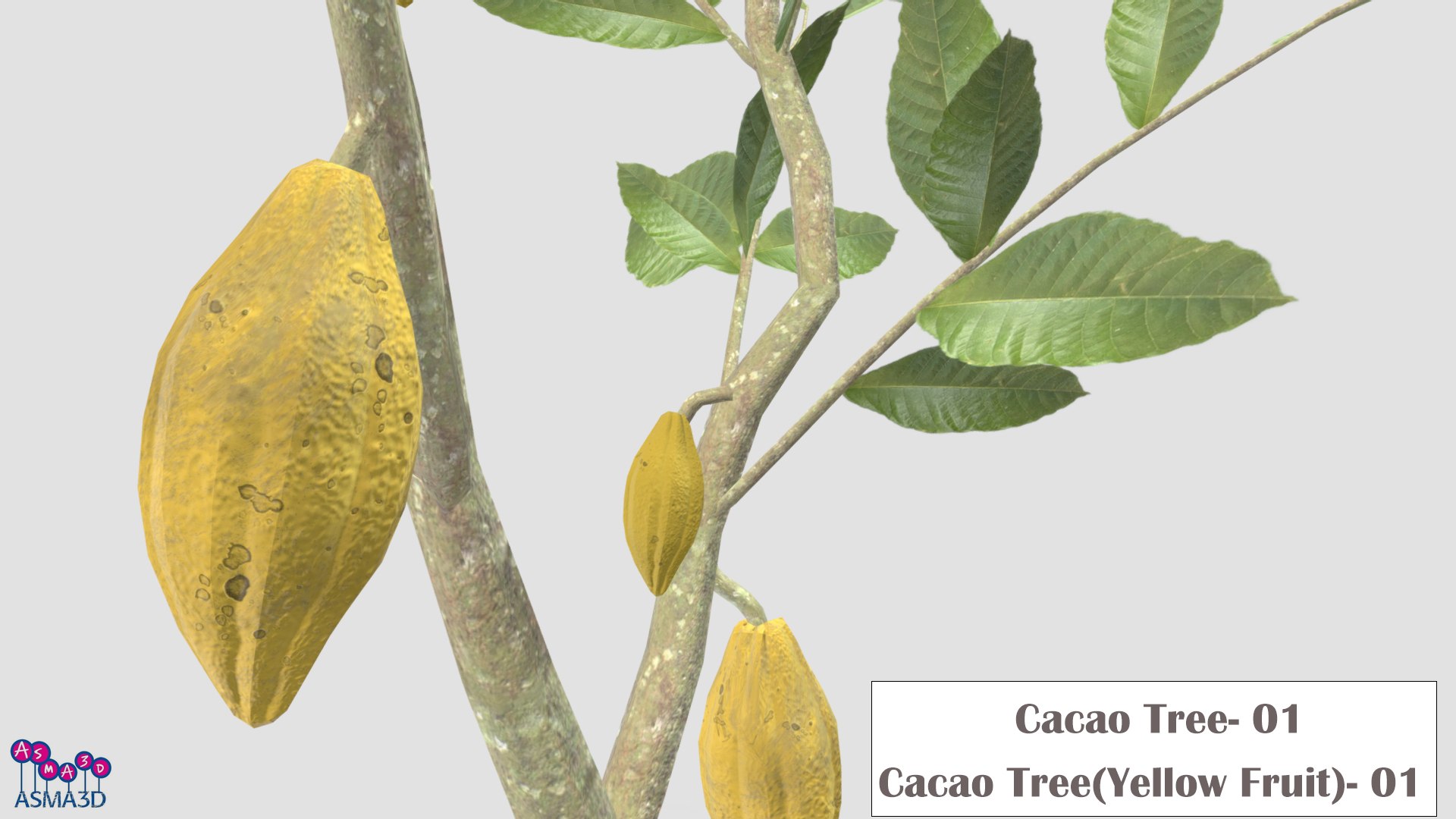 Cacao Tree- 01 3D Model - TurboSquid 2202600