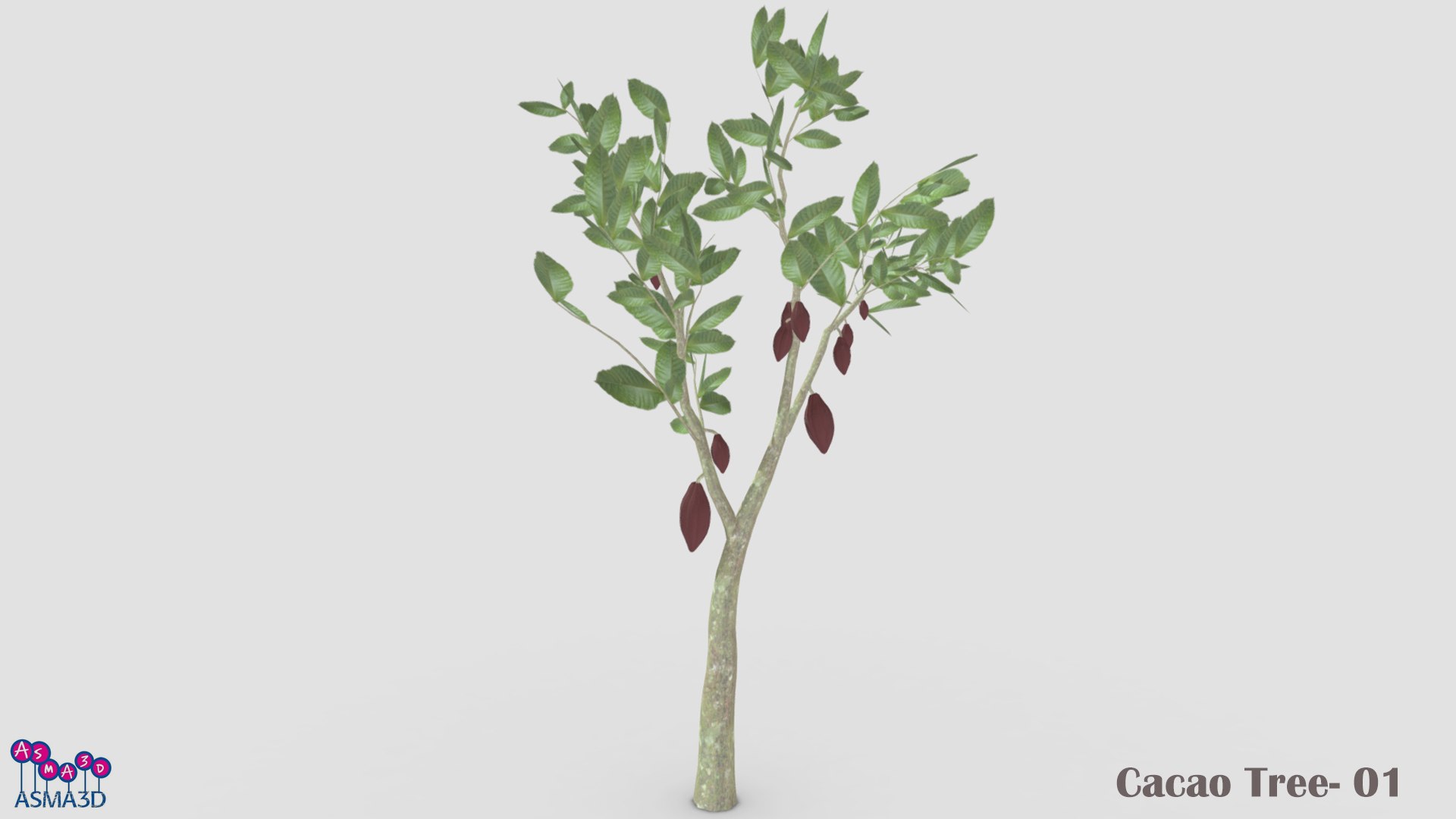 Cacao Tree- 01 3D Model - TurboSquid 2202600