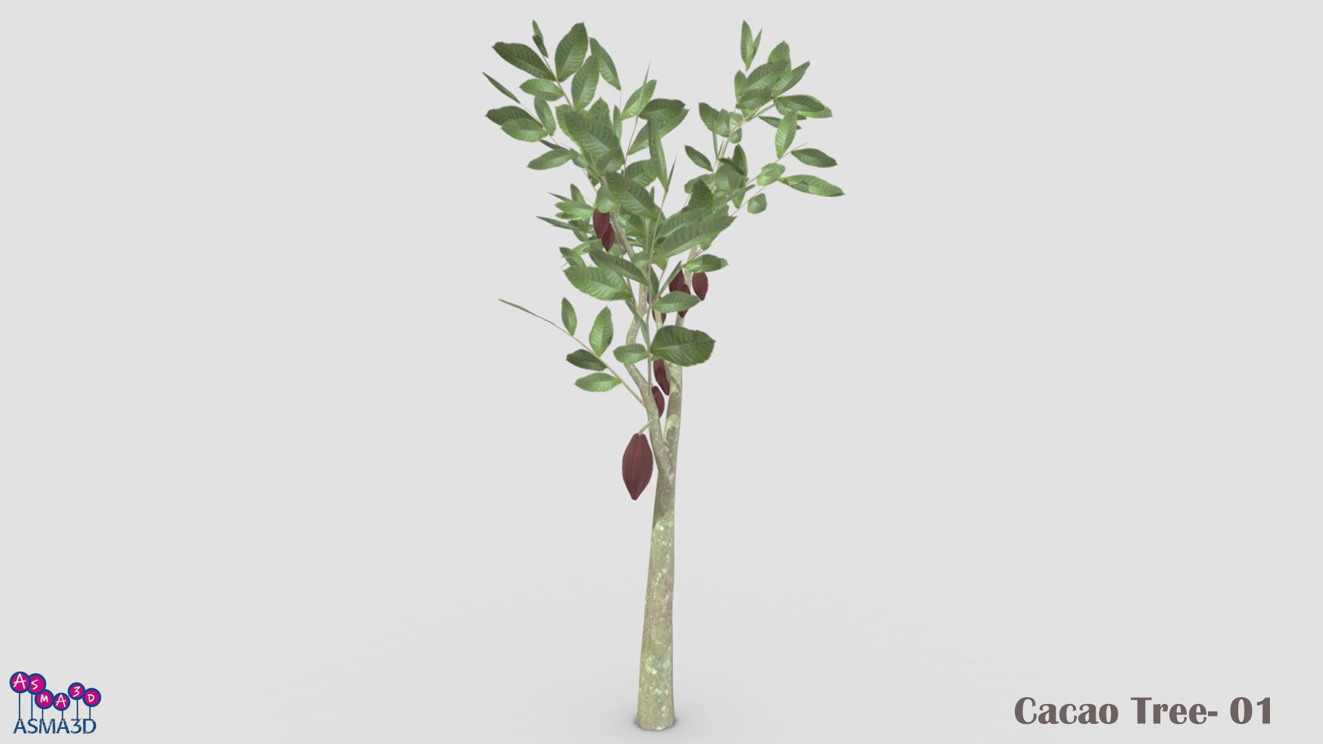 Cacao Tree- 01 3D Model - TurboSquid 2202600