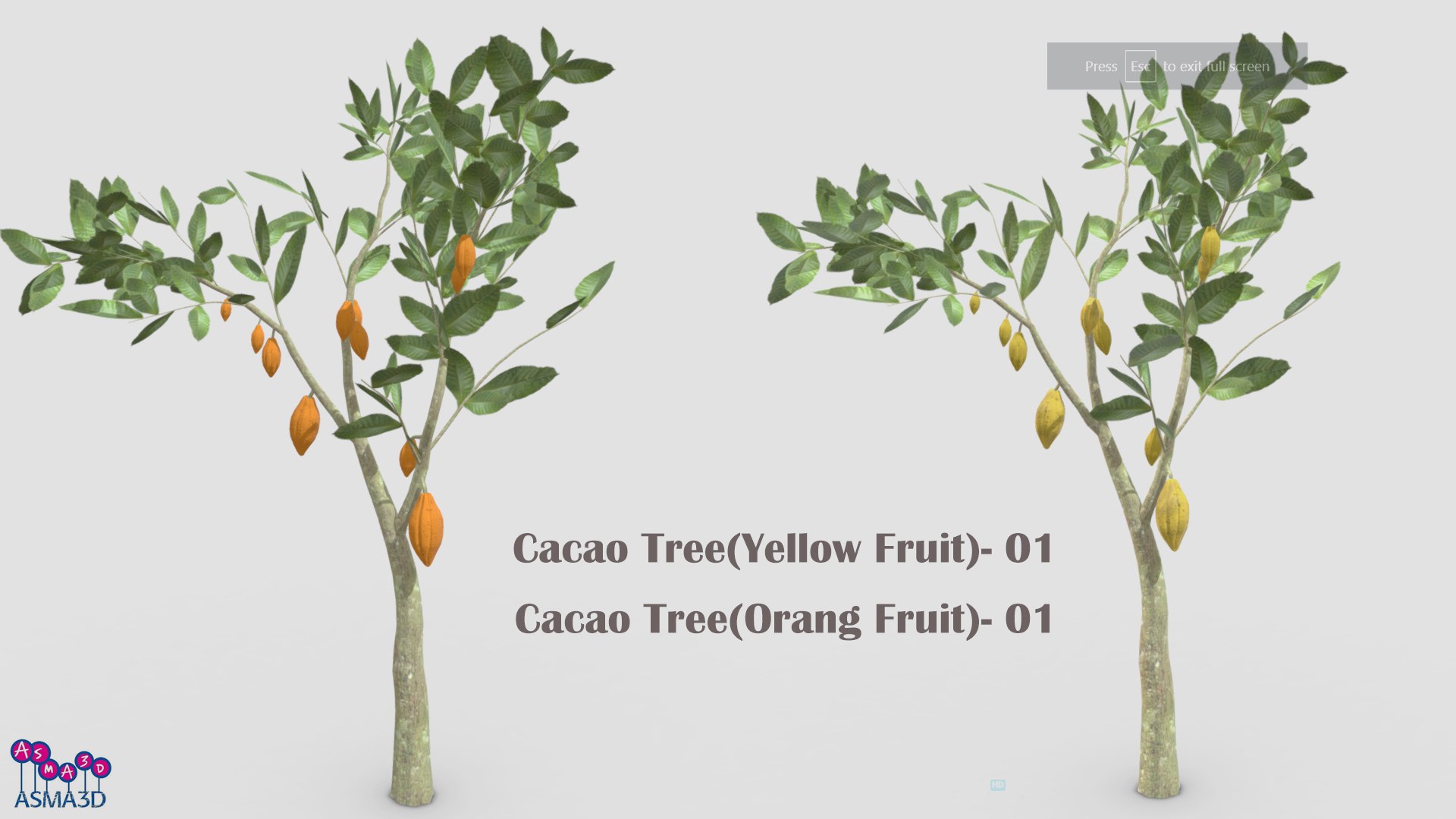 Cacao Tree- 01 3D Model - TurboSquid 2202600